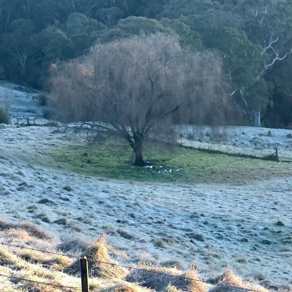 Why is there no frost under this tree? | DTN APAC